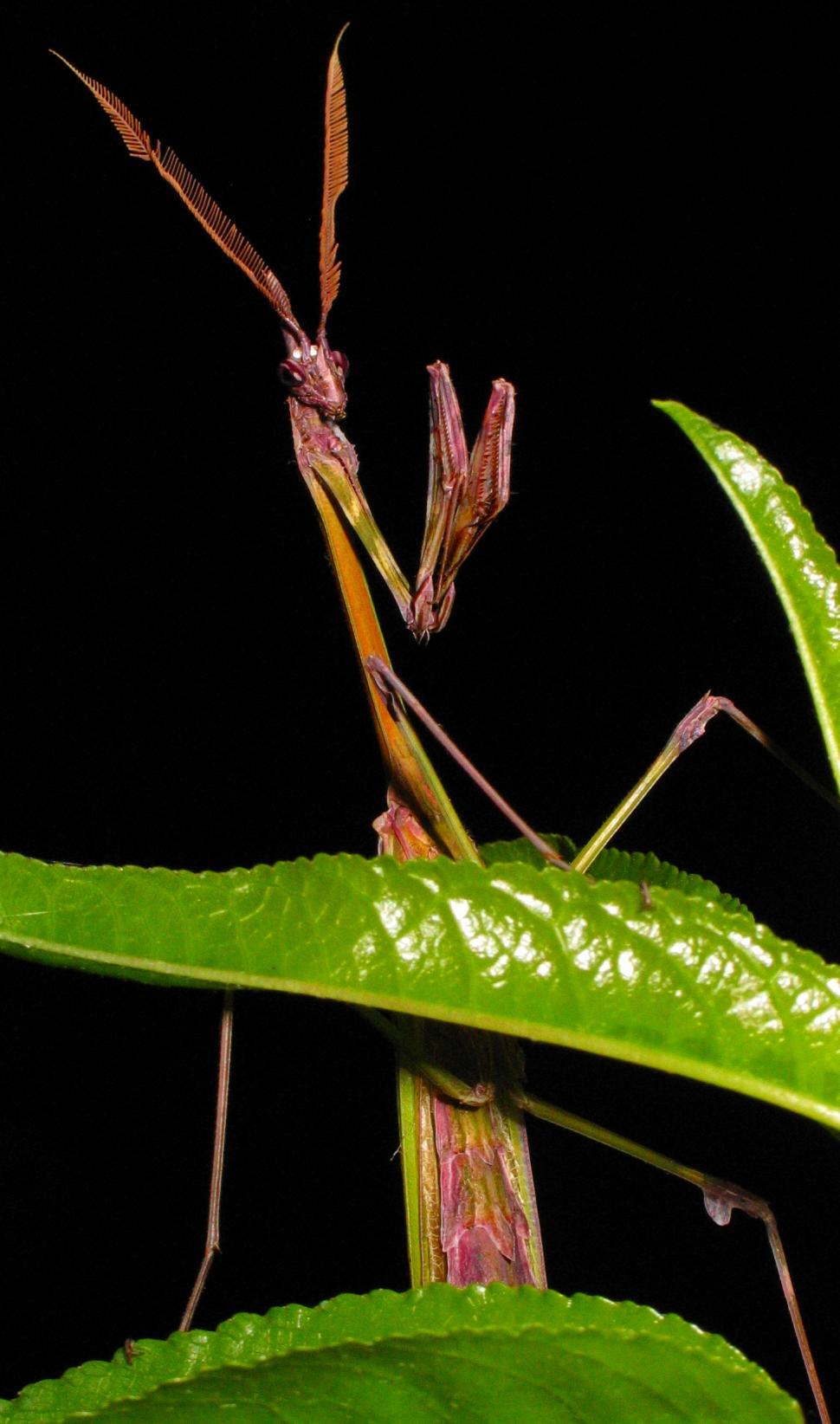 Free Stock Photo of Mantis | Download Free Images and Free Illustrations