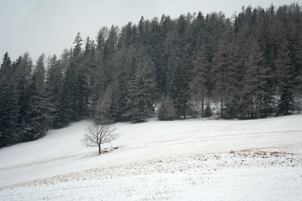 Free Stock Photo of Small tree | Download Free Images and Free ...