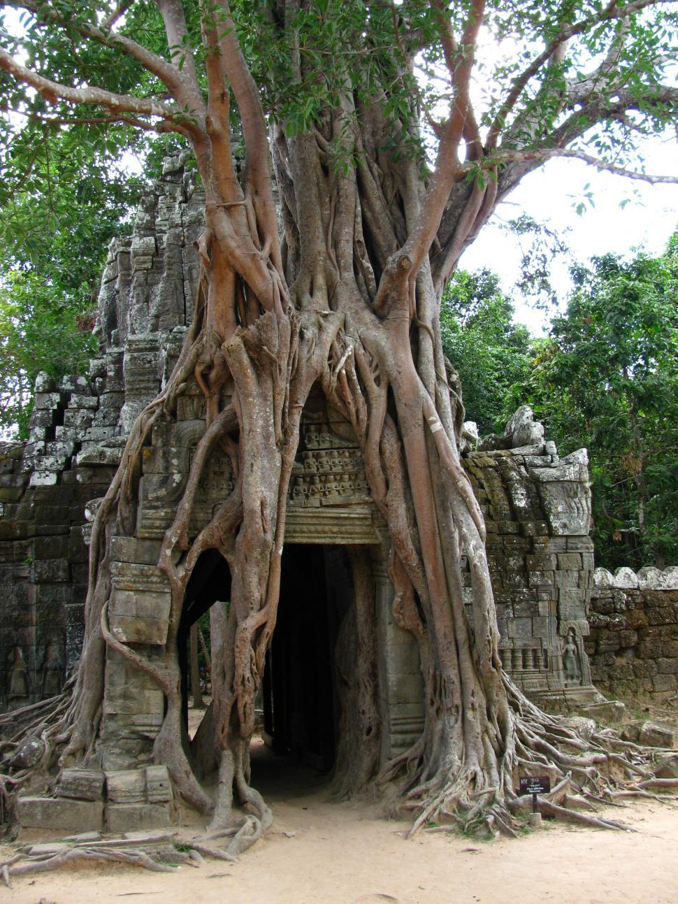 Free Stock Photo of Large Tree Growing Out of Building | Download Free ...