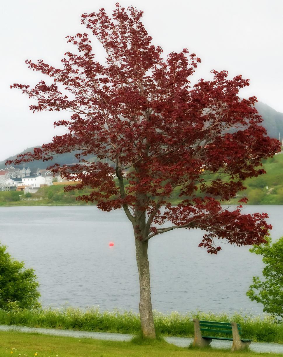 Free Stock Photo of Red Maple | Download Free Images and Free Illustrations