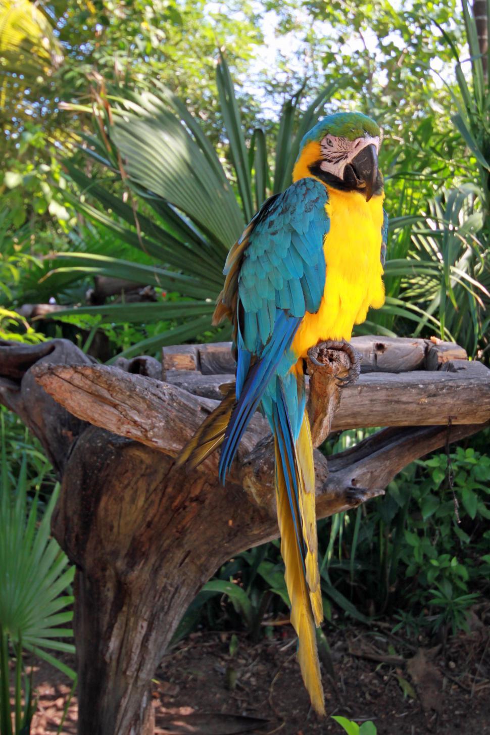 Free Stock Photo of Parrot | Download Free Images and Free Illustrations