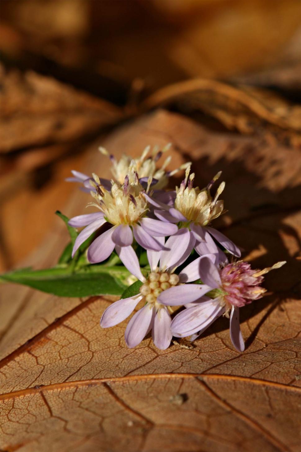 Free Stock Photo of Fall flowers | Download Free Images and Free ...