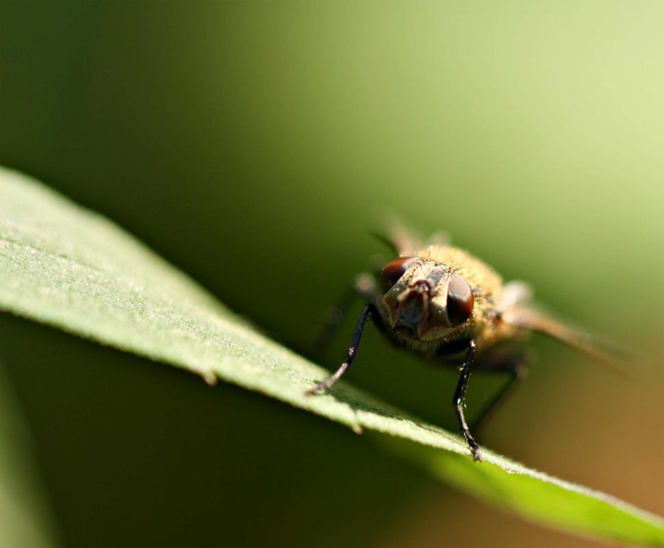 Free Stock Photo of House fly | Download Free Images and Free Illustrations