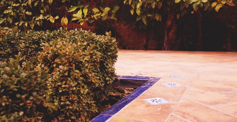 Free Stock Photo of Bright green bush by ornate tiles and wall ...