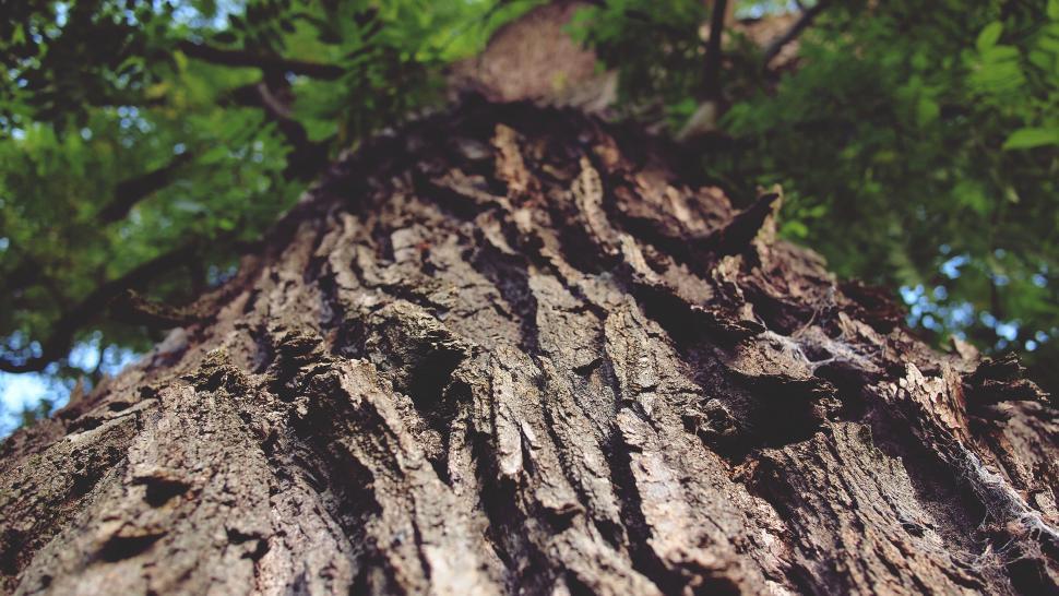 Free Stock Photo of Looking up at the tree bark texture and depth ...