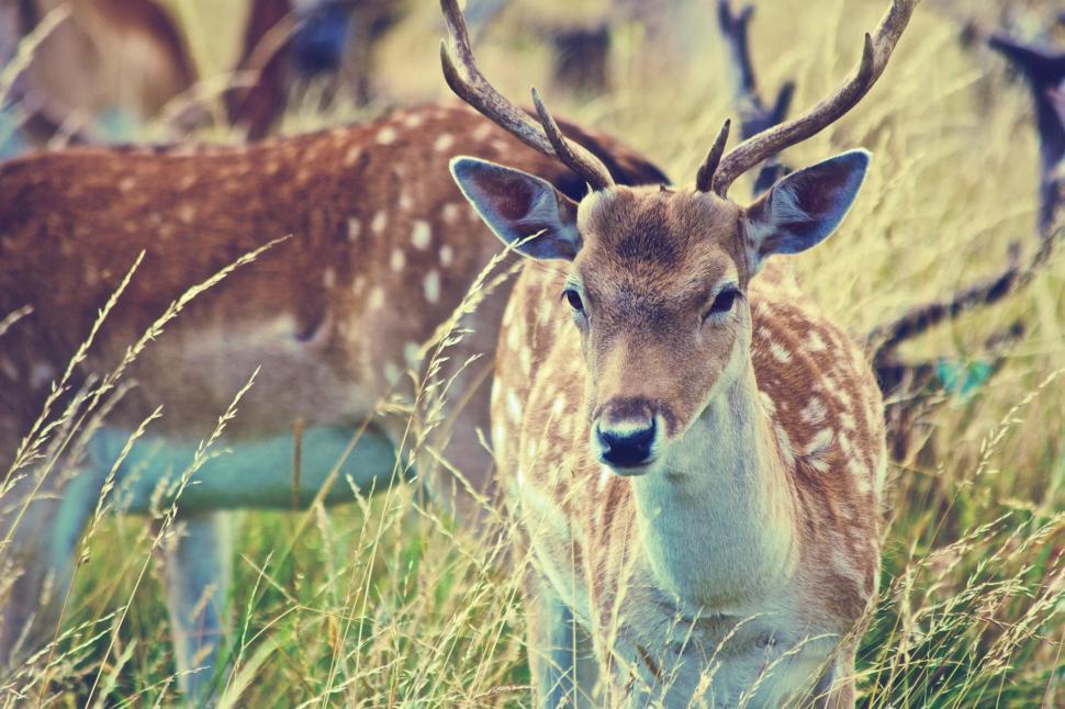 Free Stock Photo of Deer grazing in a peaceful field | Download Free ...