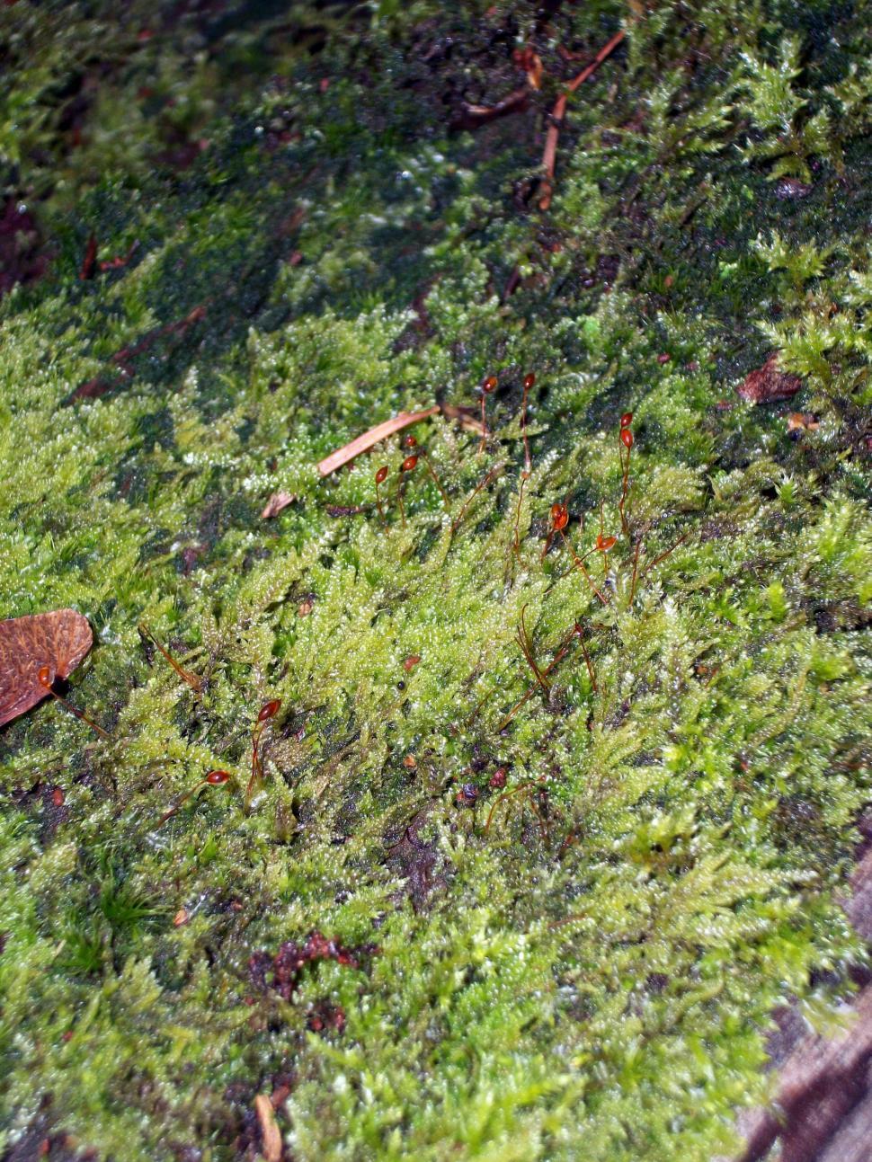 Free Stock Photo of Moss | Download Free Images and Free Illustrations