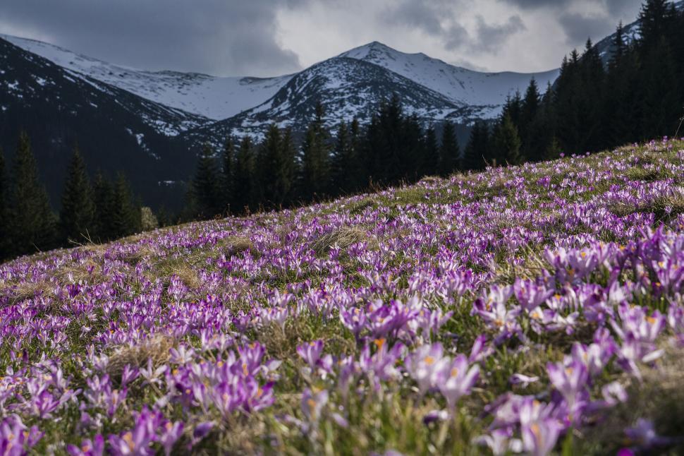 Free Stock Photo of Field of purple crocuses with mountain backdrop ...