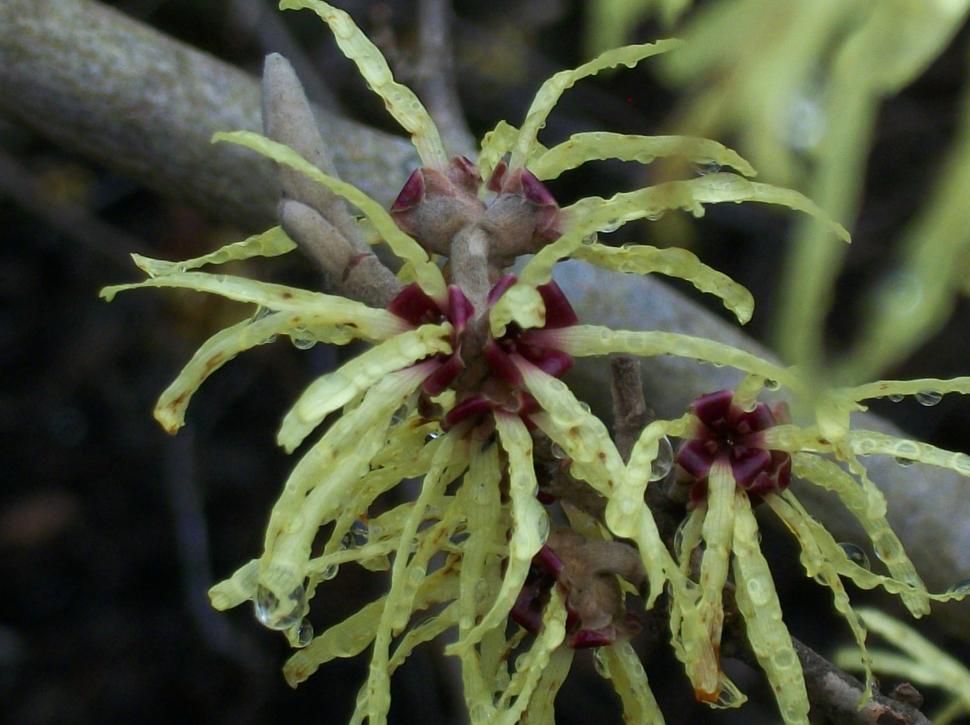 Free Stock Photo of Close Up of Tree Branch With Flowers | Download ...