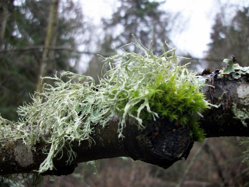 Free Stock Photo of Moss Growing on a Tree Branch in a Forest ...