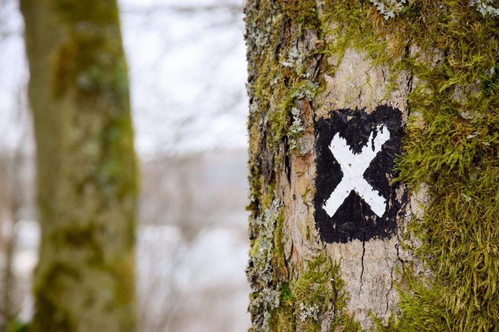 Free Stock Photo of Cross sign painted on tree in nature setting ...