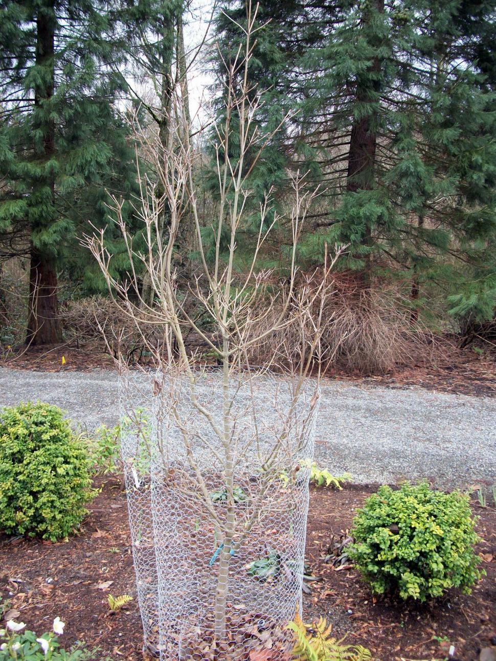 Free Stock Photo of Tree in cage | Download Free Images and Free ...