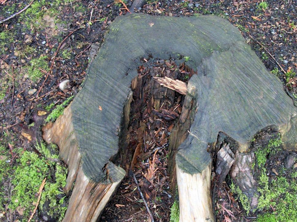 Free Stock Photo of Tree stump | Download Free Images and Free ...
