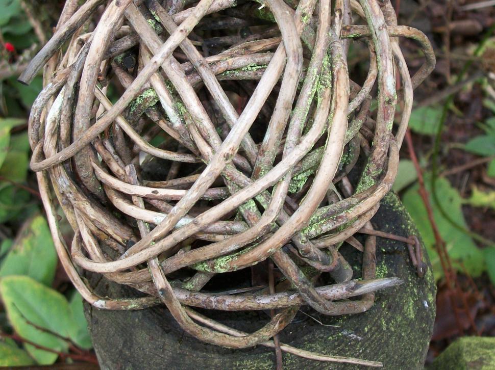 Free Stock Photo of Vine Ball on Rock | Download Free Images and Free ...
