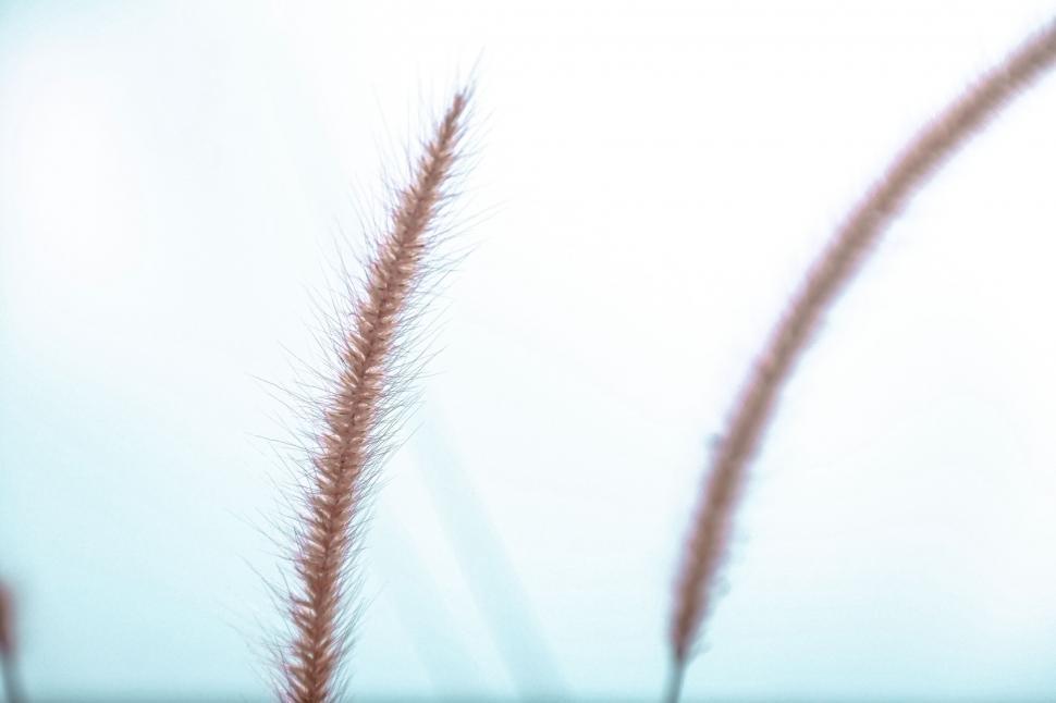 Free Stock Photo of Close-up of a fuzzy plant stem | Download Free ...