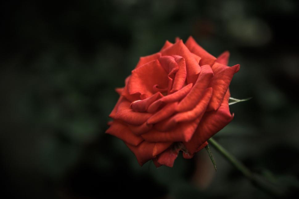Free Stock Photo of Close-up of a vibrant red rose | Download Free ...