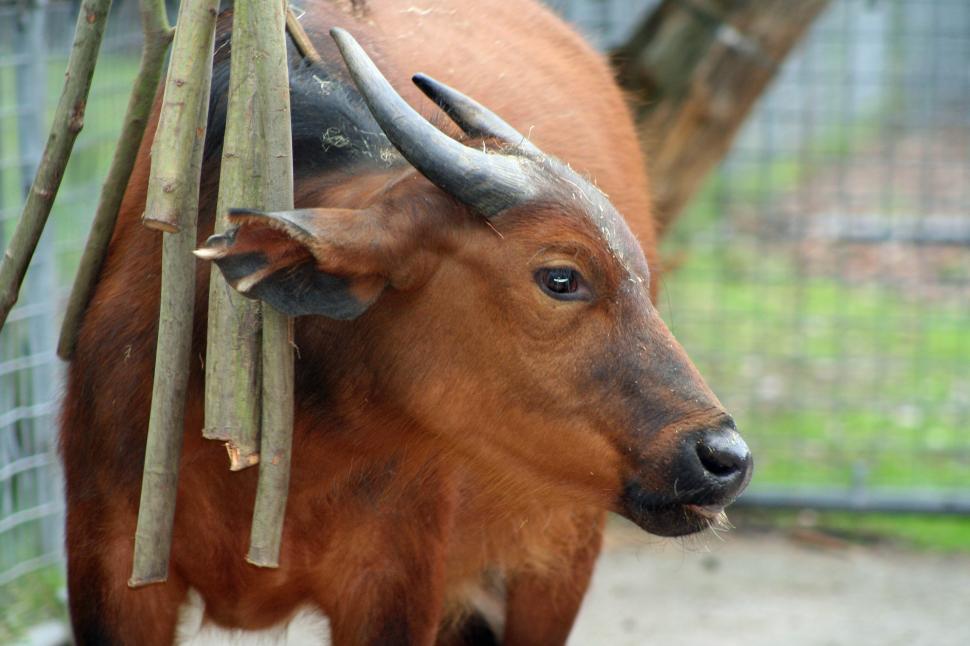 Free Stock Photo of FOREST COW | Download Free Images and Free ...