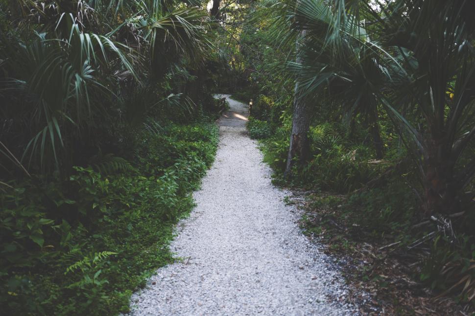 Free Stock Photo of Secluded path through lush greenery | Download Free ...