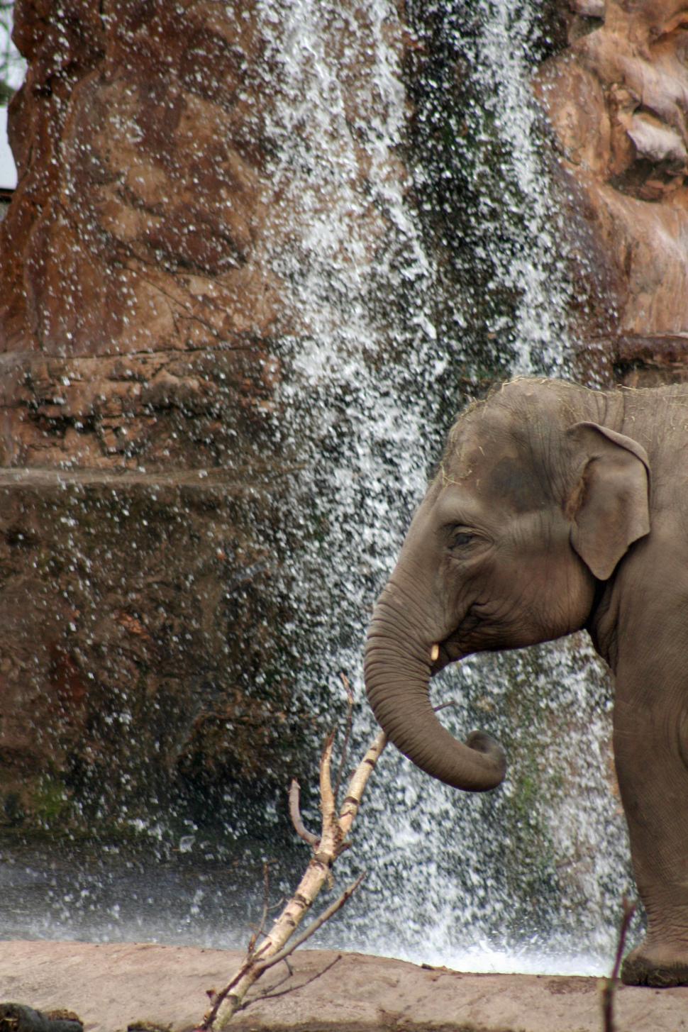 Free Stock Photo of ELEPHANT | Download Free Images and Free Illustrations