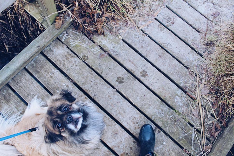 Free Stock Photo of Overhead View of Dog on Wooden Path | Download Free ...