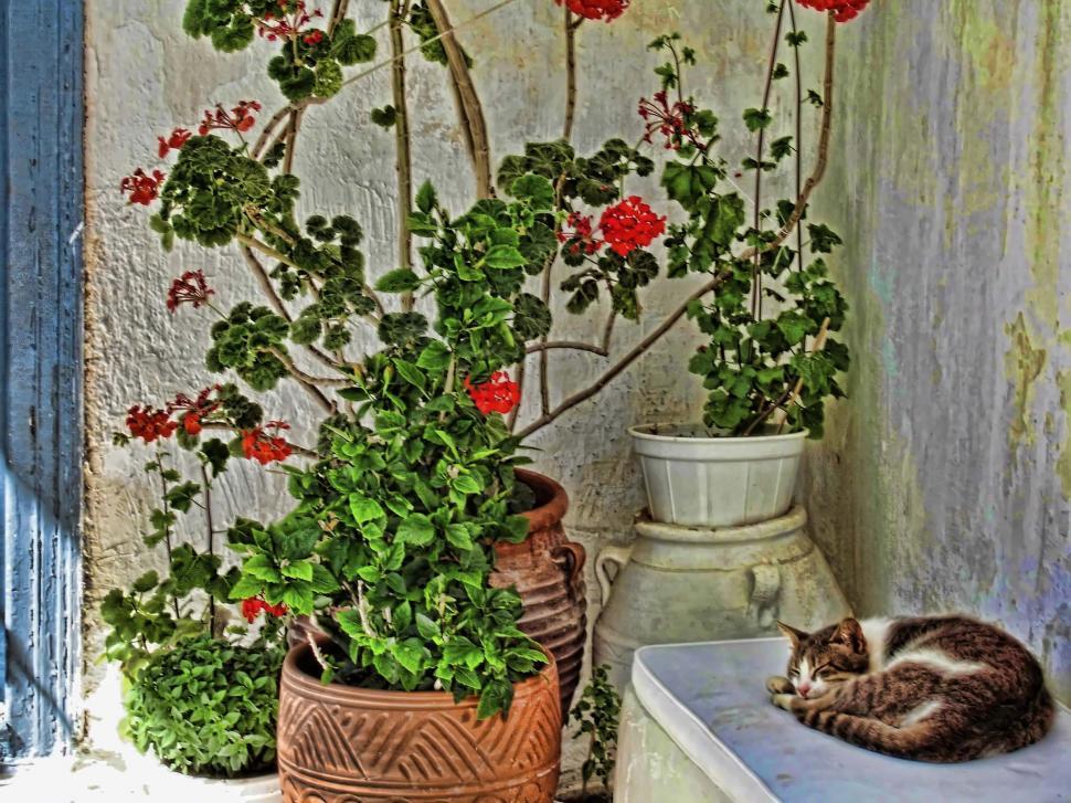 Free Stock Photo of Nap Time | Download Free Images and Free Illustrations