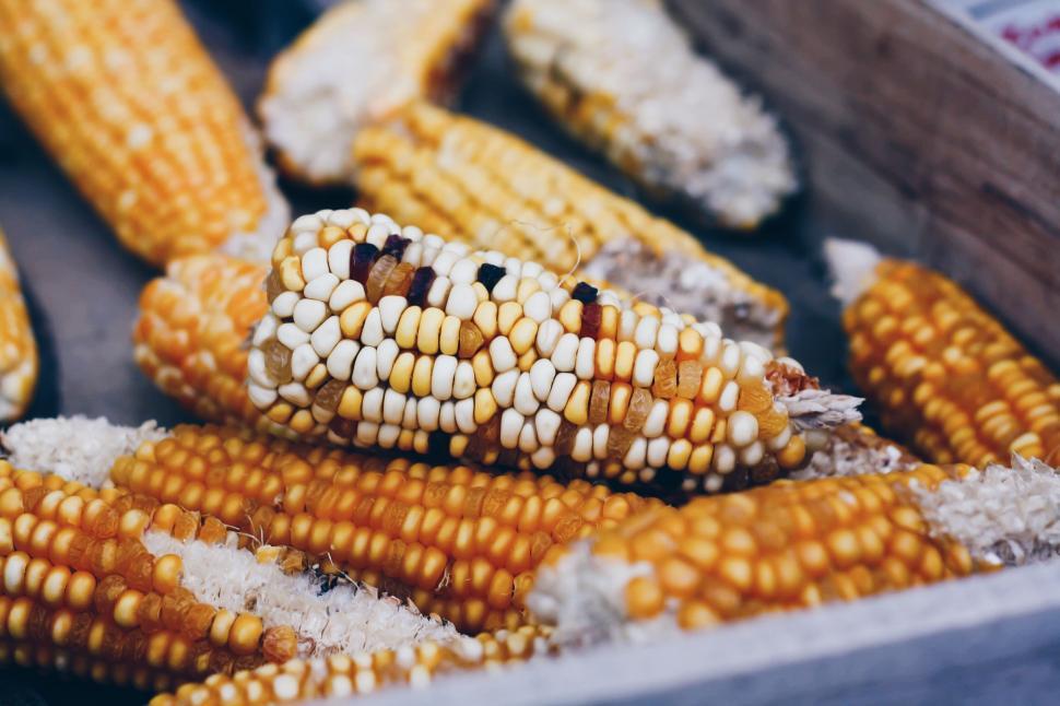 Free Stock Photo of Close-up of multi-colored corn on the cob ...