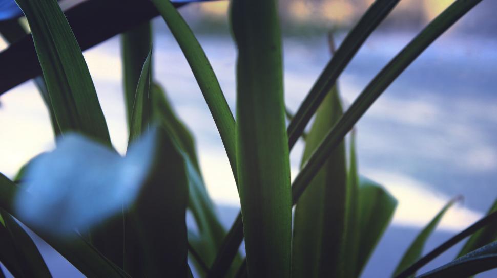 Free Stock Photo of Close-up of green leaves with hidden snow ...