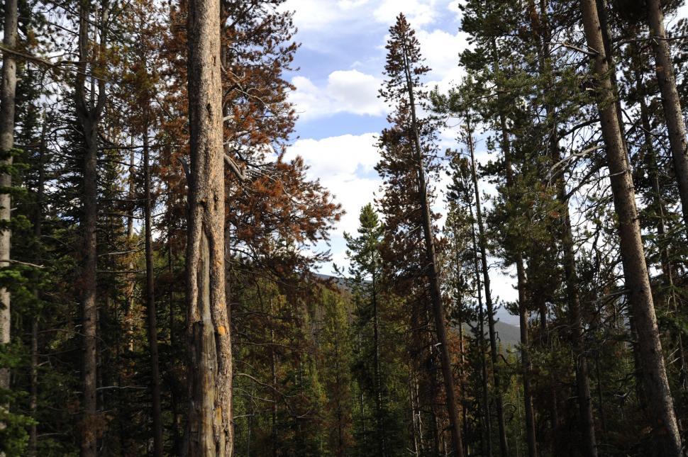 Free Stock Photo of View of Trees | Download Free Images and Free ...