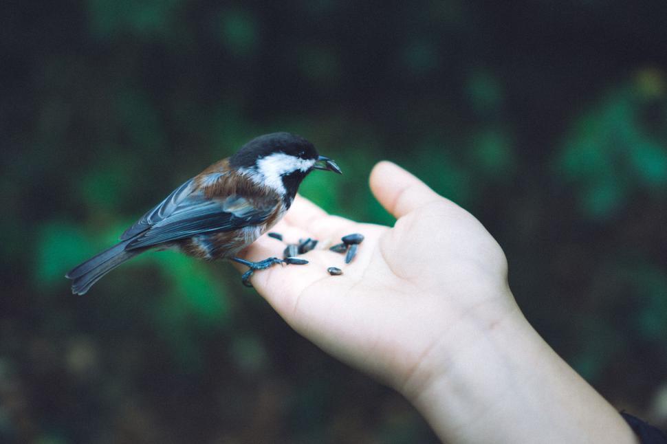 Free Stock Photo of Chickadee perched on a human hand | Download Free ...