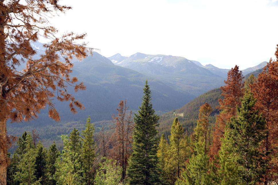 Free Stock Photo of Pine Trees | Download Free Images and Free ...
