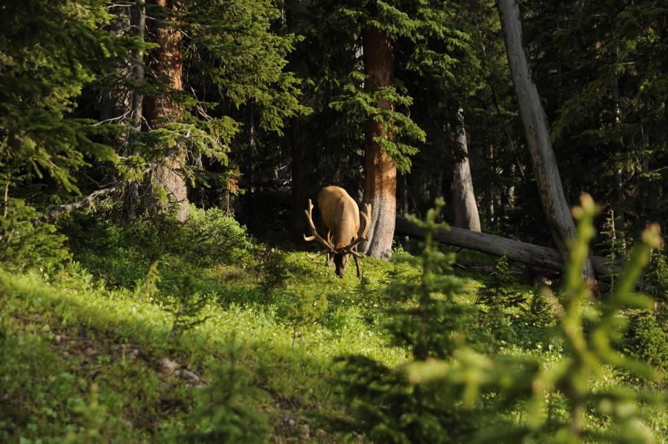 Free Stock Photo of One Deer in the forest | Download Free Images and ...