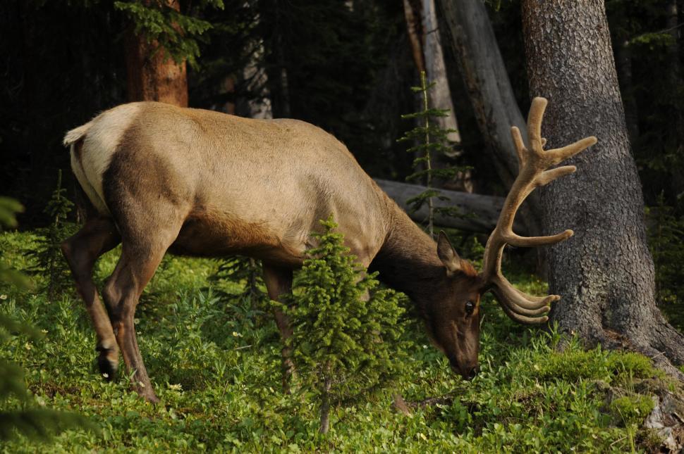 Free Stock Photo of Deer in the forest | Download Free Images and Free ...