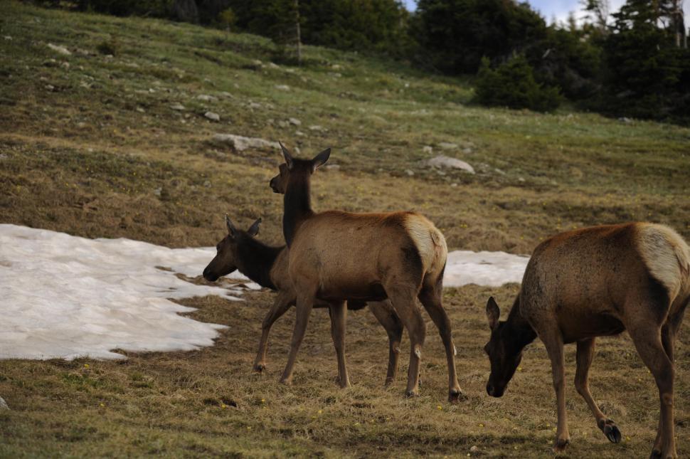 Free Stock Photo of Three Deer | Download Free Images and Free ...