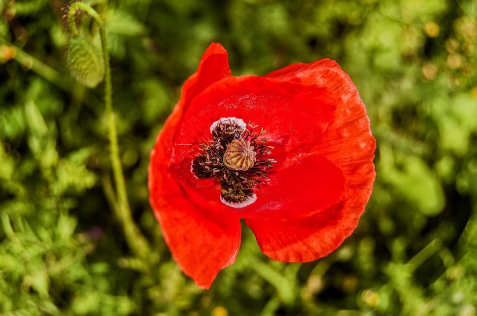 Free Stock Photo of Vibrant red poppy flower with bee inside | Download ...