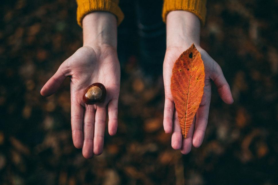 Free Stock Photo of Autumn leaves in hands | Download Free Images and ...
