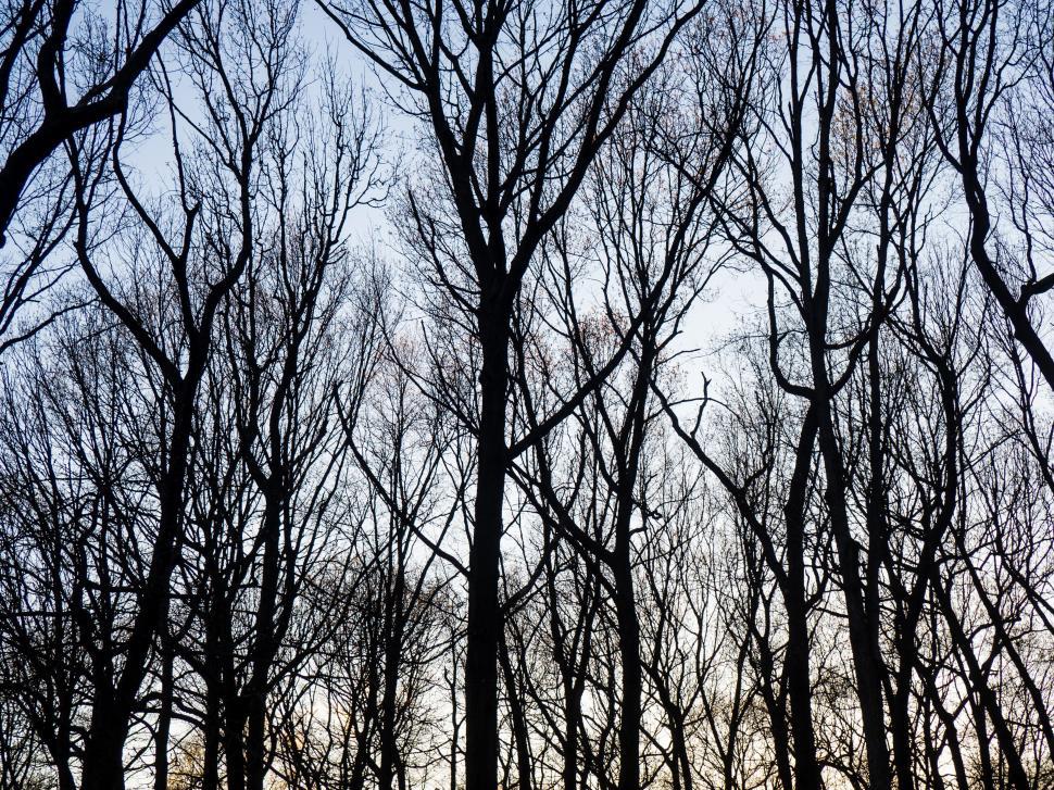 Free Stock Photo of Silhouetted trees against twilight sky | Download ...
