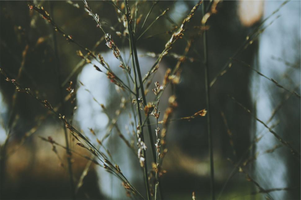 Free Stock Photo of Subtle beauty among delicate wild grasses in woods ...