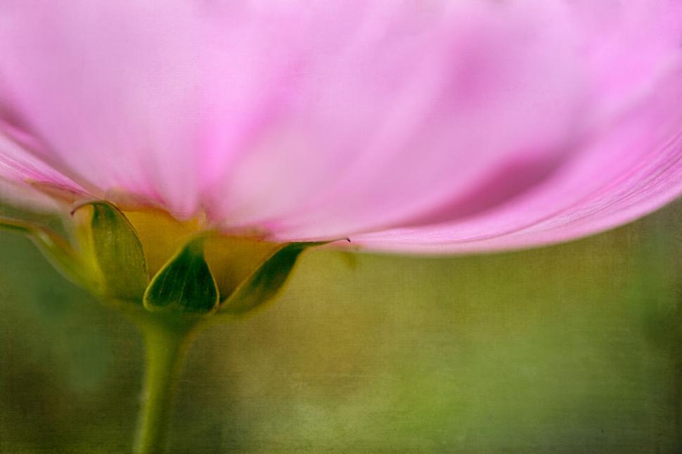 Free Stock Photo of Close-up Pink Blooming Flower Texture | Download ...