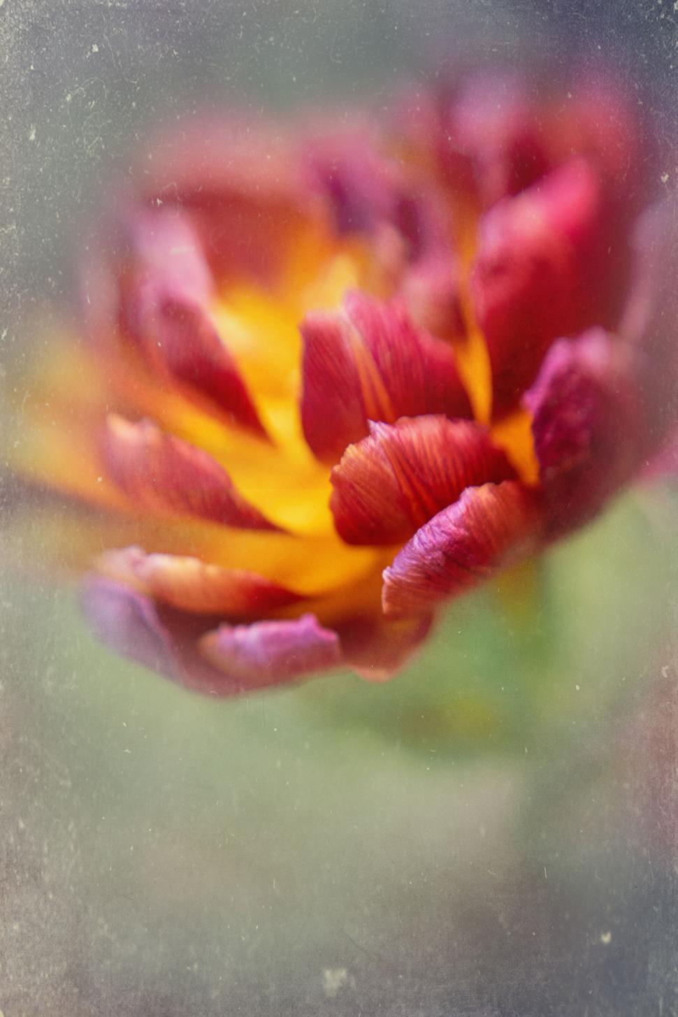 Free Stock Photo of Moody close-up of a textured maroon flower ...
