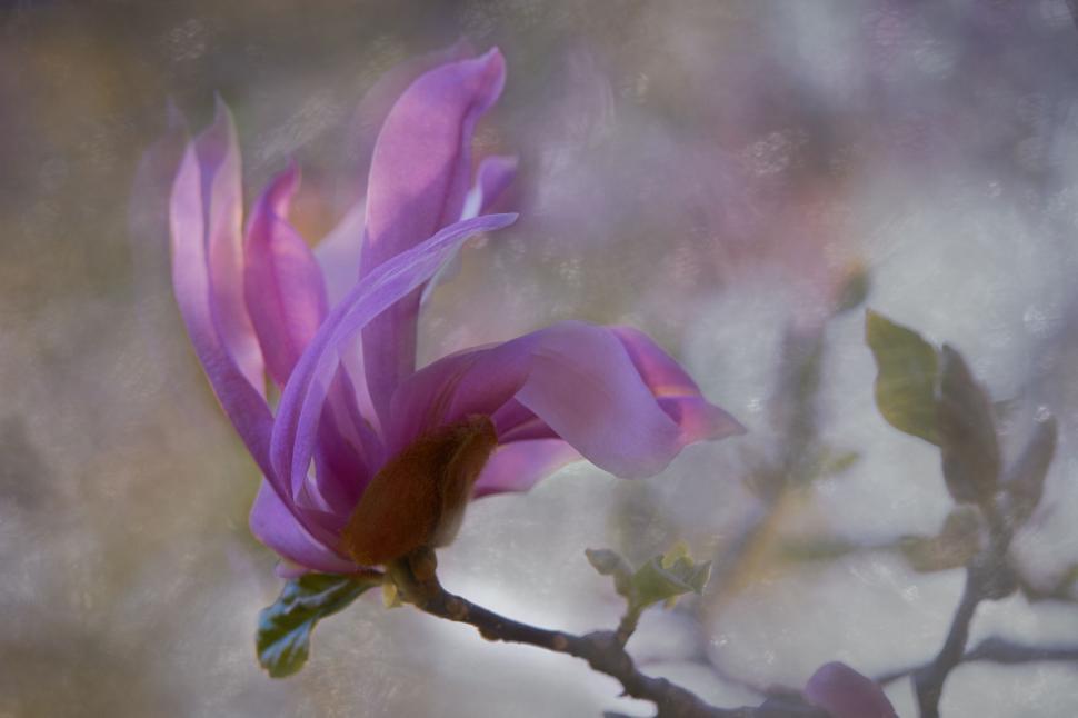 Free Stock Photo of Ethereal Purple Magnolia Flower in Soft Focus ...