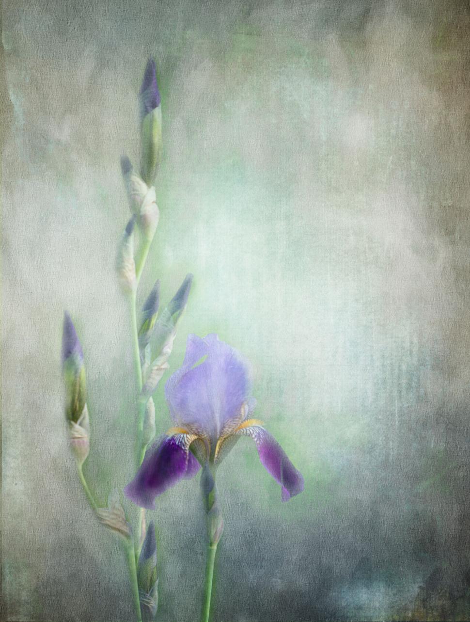 Free Stock Photo of Ethereal Single Iris Flower on Textured Background ...