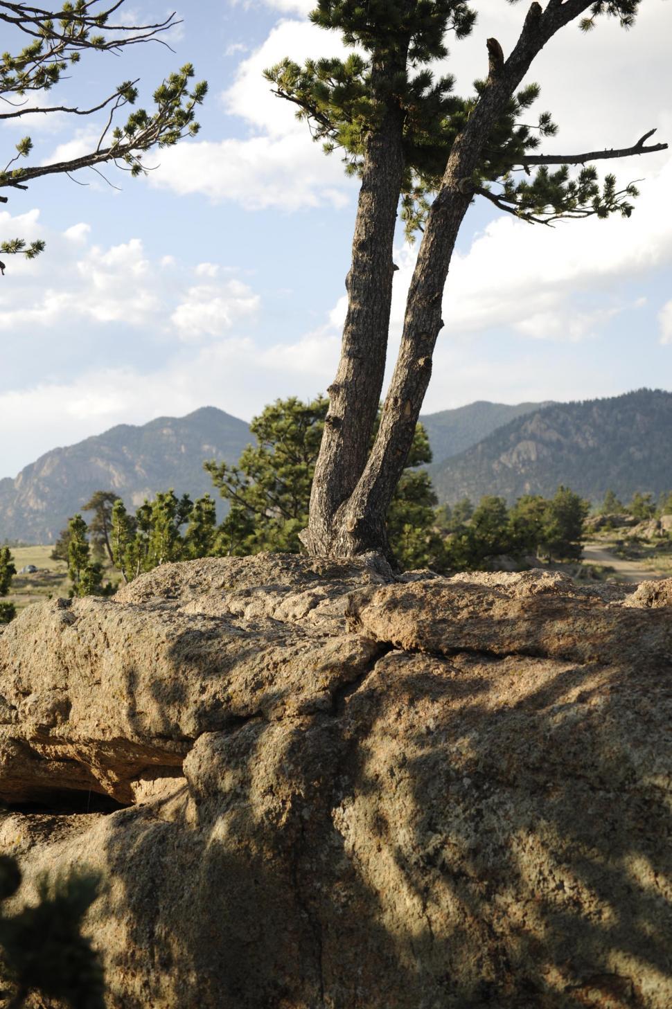 Free Stock Photo of Tree on rock | Download Free Images and Free ...