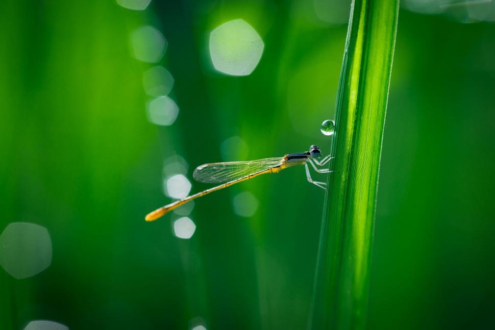 Free Stock Photo of Delicate dragonfly resting on a green leaf ...