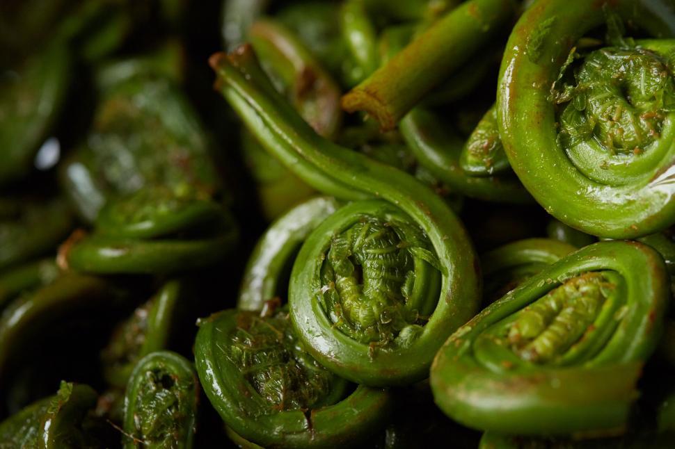 Free Stock Photo of Macro shot of fresh fiddlehead ferns | Download ...