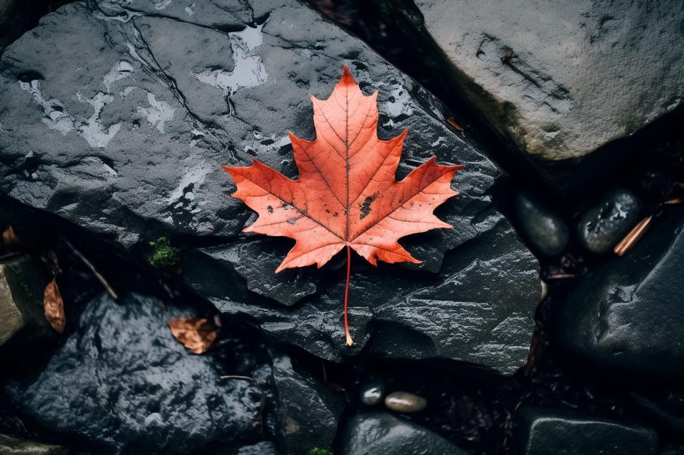 Free Stock Photo of Solitary crimson leaf on rocky surface | Download ...