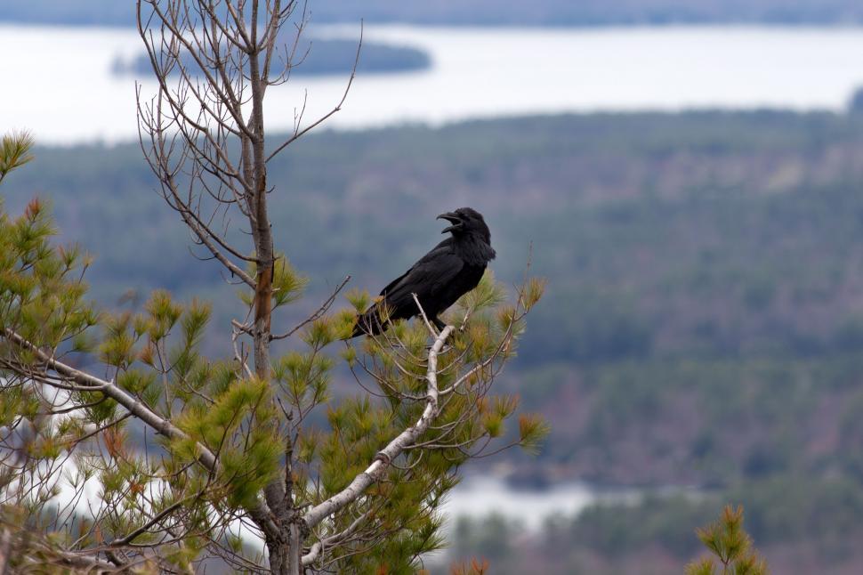 Free Stock Photo of Crow perched on a pine tree branch | Download Free ...