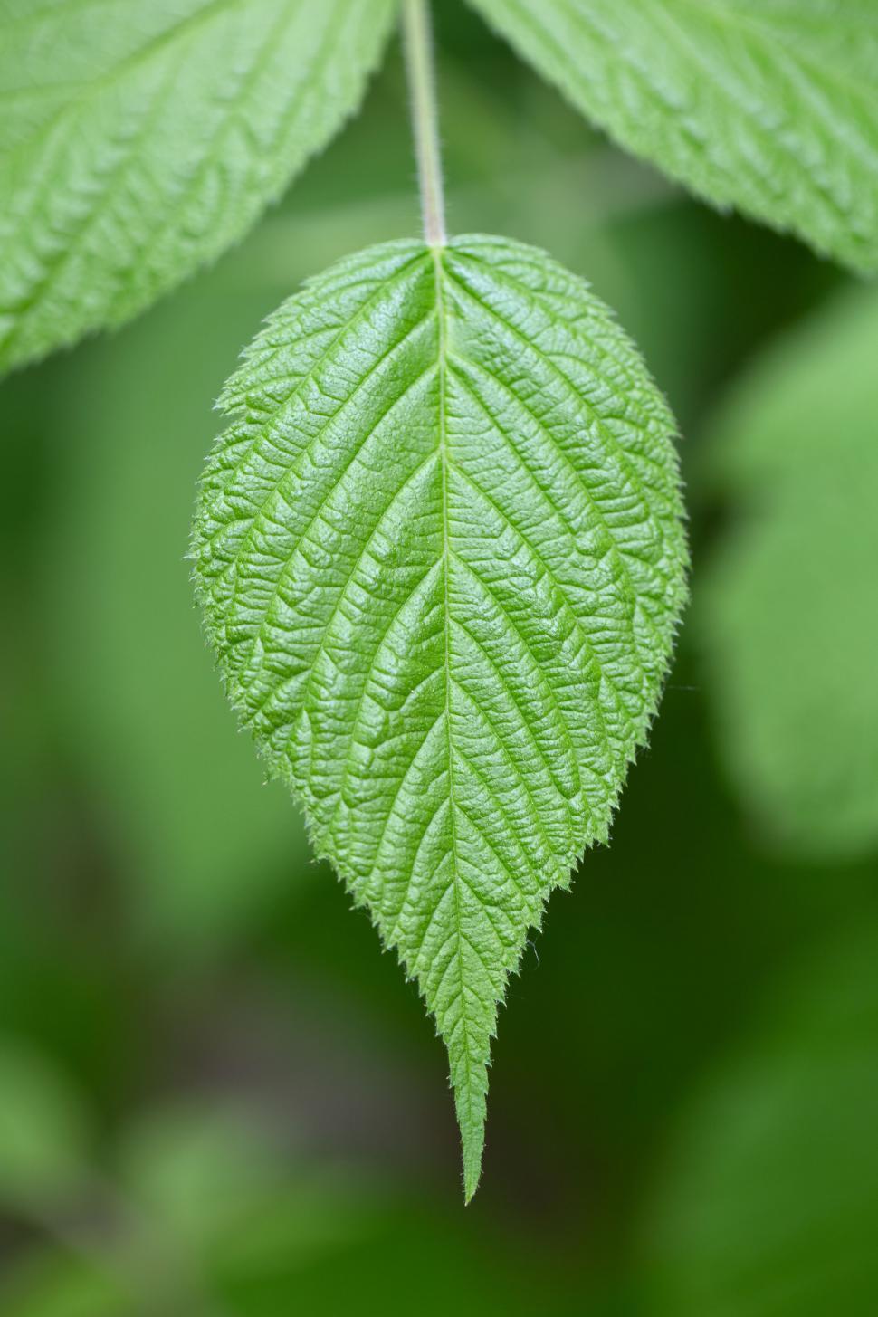 Free Stock Photo of Green leaf with intricate vein texture in close-up ...