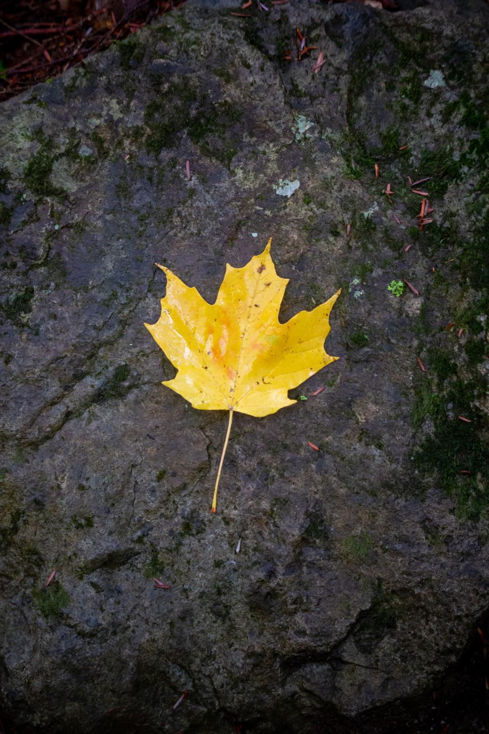 Free Stock Photo of Single yellow maple leaf on a rock | Download Free ...
