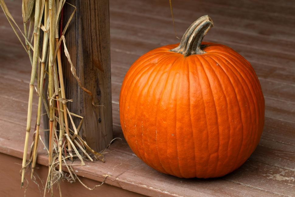 Free Stock Photo of Orange pumpkin next to dried corn stalks | Download ...