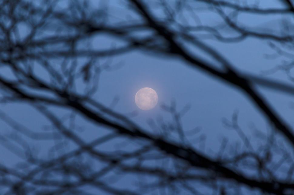 Free Stock Photo of Mysterious moon seen through bare branches ...
